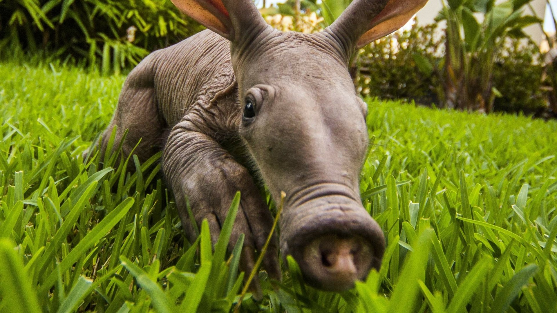 Download Animal Aardvark HD Wallpaper