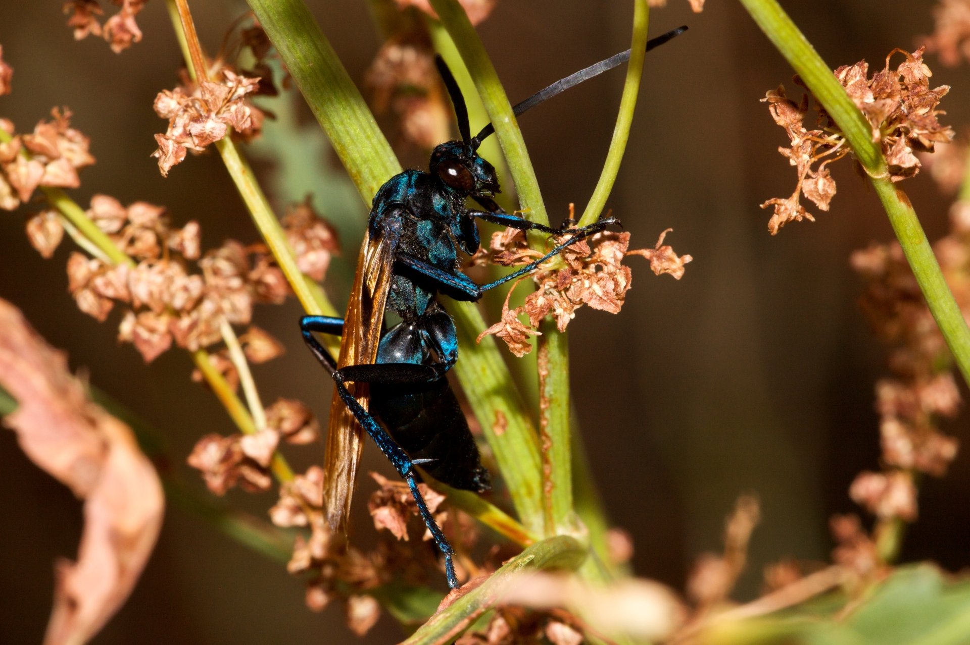 Download Animal Insect 4k Ultra HD Wallpaper