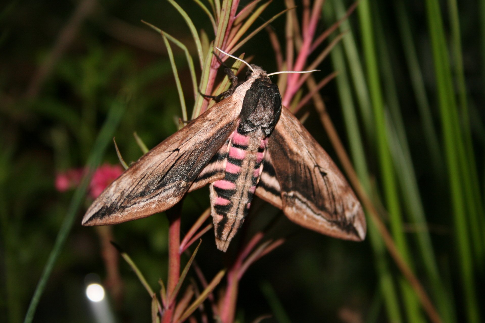Download Animal Hawk Moth HD Wallpaper
