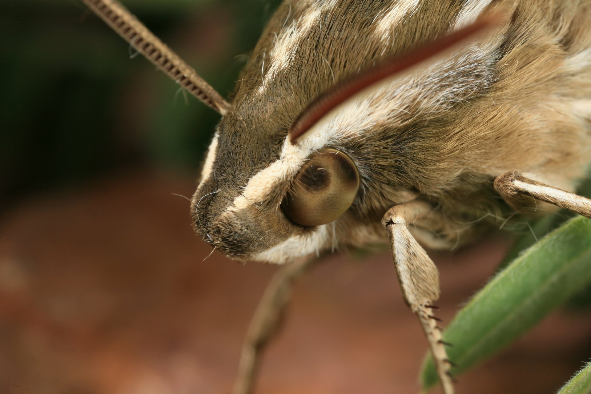 Download Animal Moth 4k Ultra HD Wallpaper