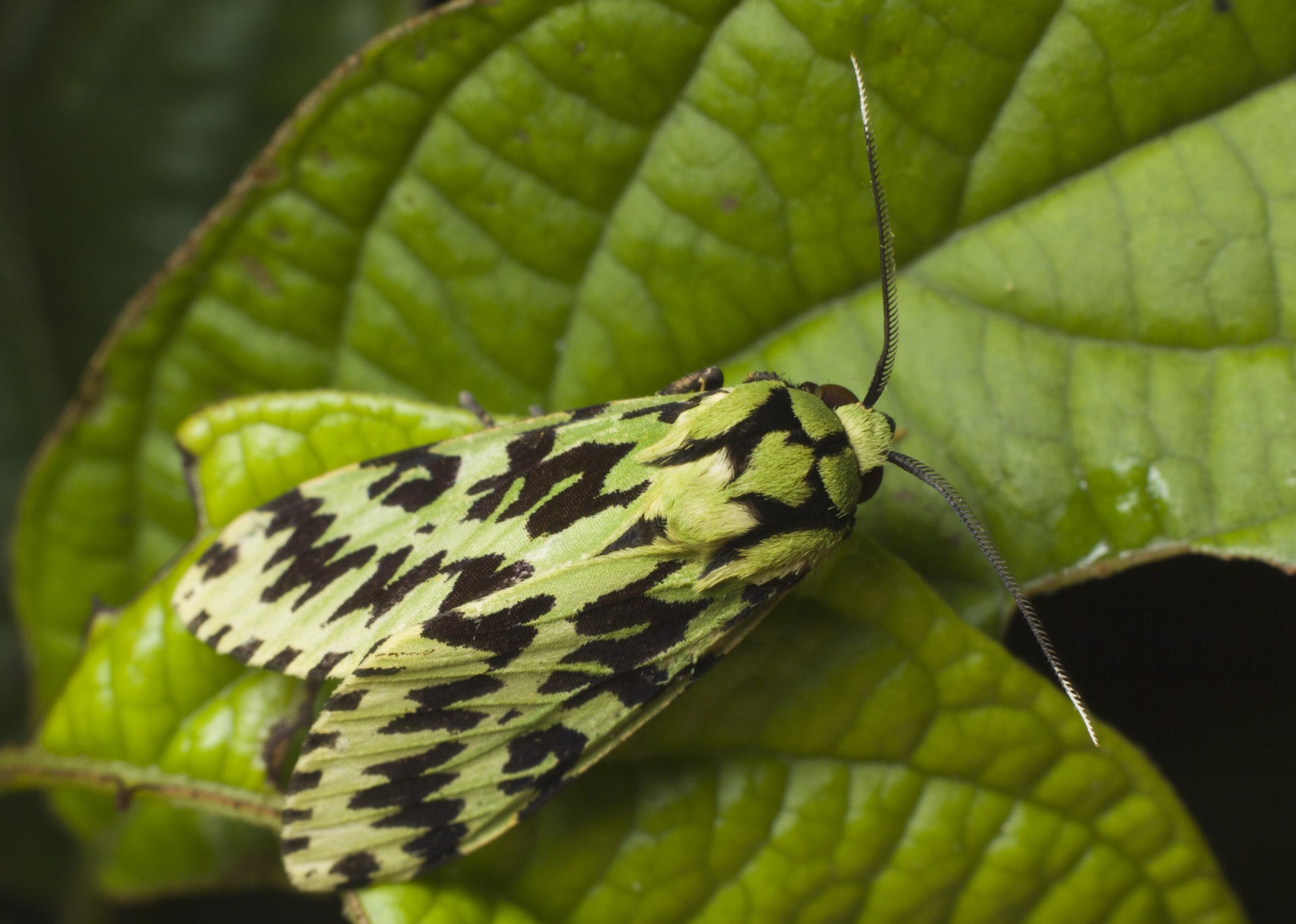 Download Animal Moth 4k Ultra HD Wallpaper