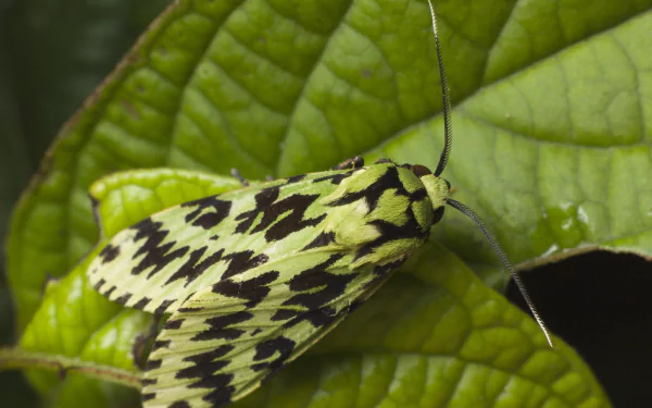 [10+] Moth 4k Wallpapers