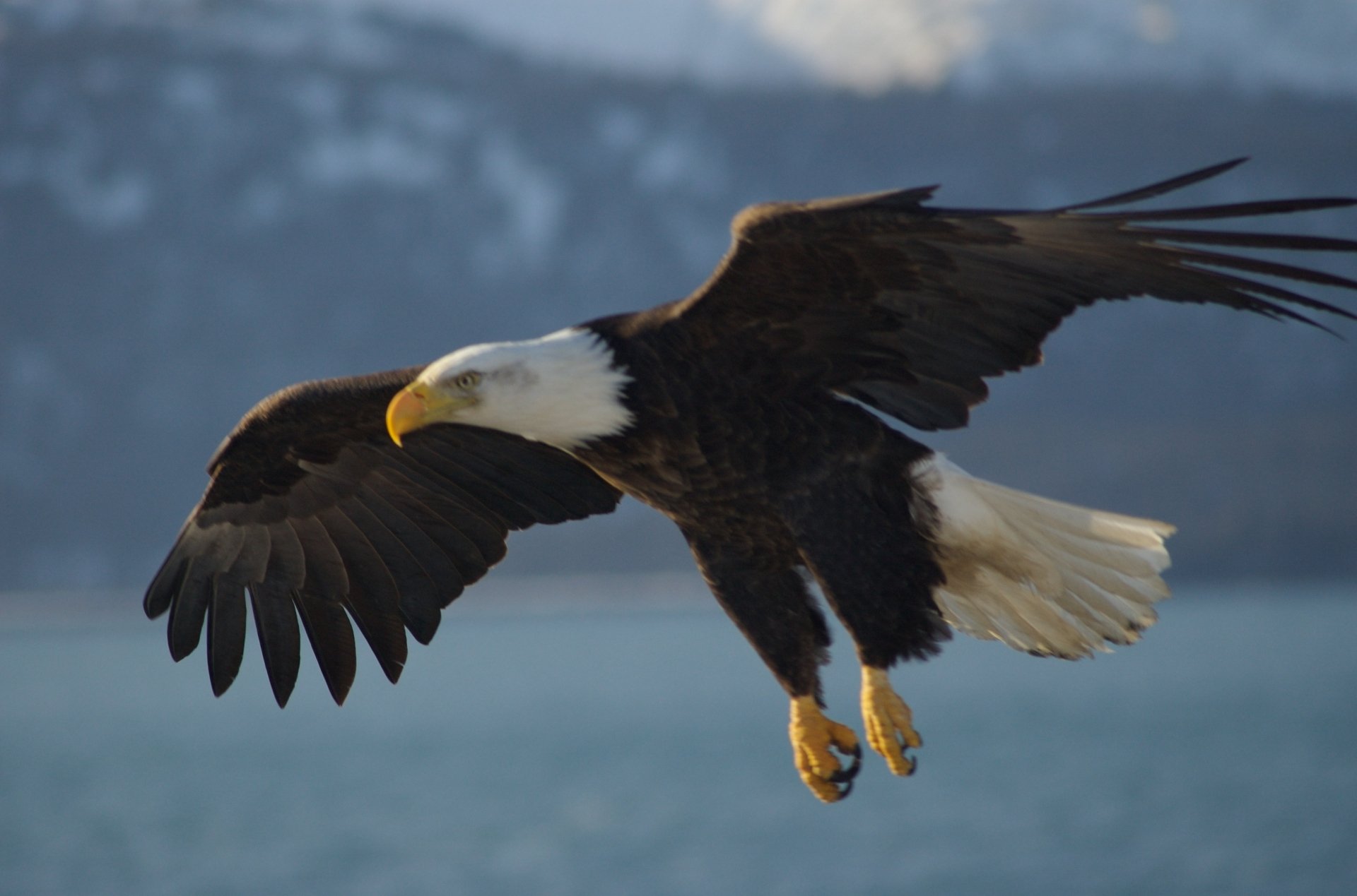 Download Animal Bald Eagle HD Wallpaper
