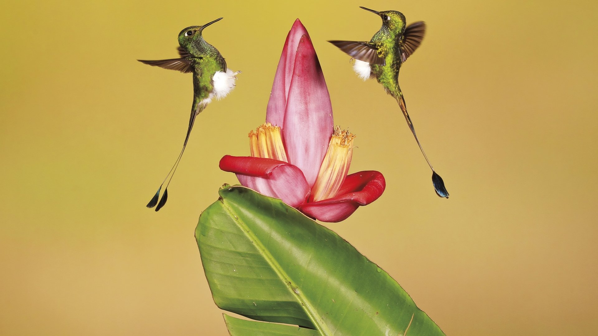 4K Ultra HD Hummingbird Duo: Nature’s Tiny Jewel in Flight