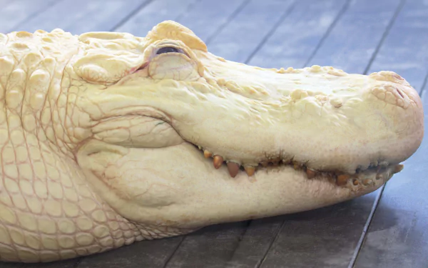 [30+] Alligator Wallpapers