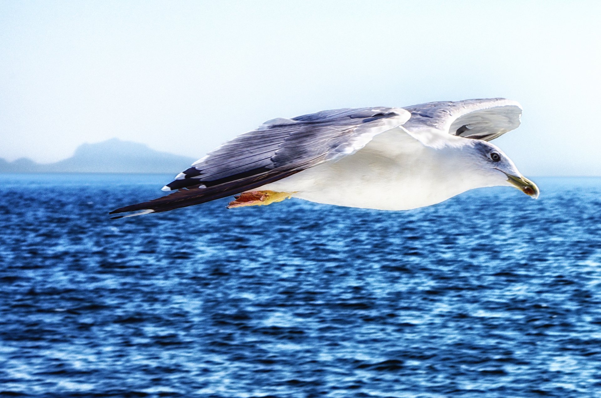Majestic Seagull Soars Over Italy’s Crystal Blue Sea | 4K Ultra HD ...