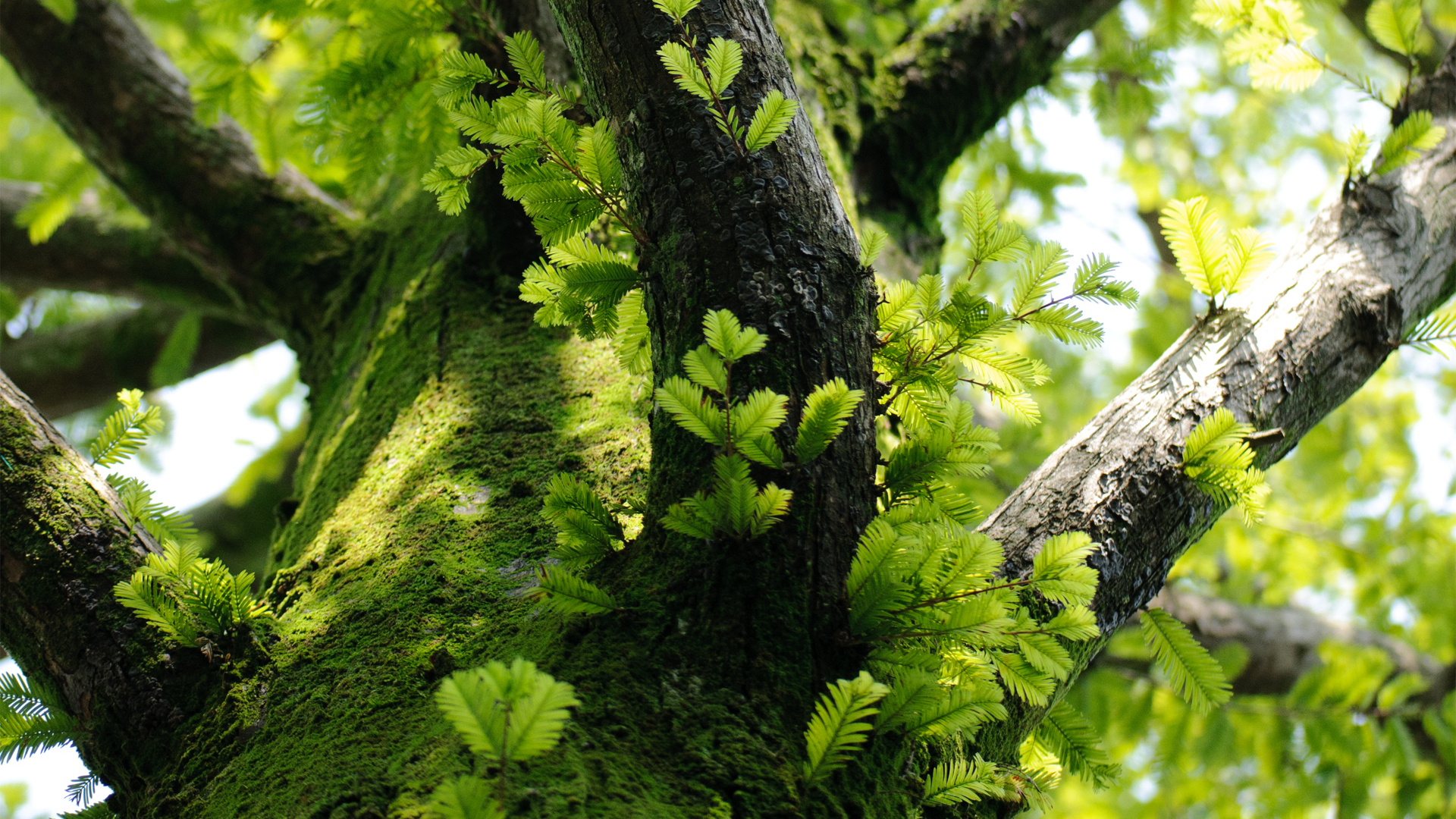 Nature Tree HD Wallpaper