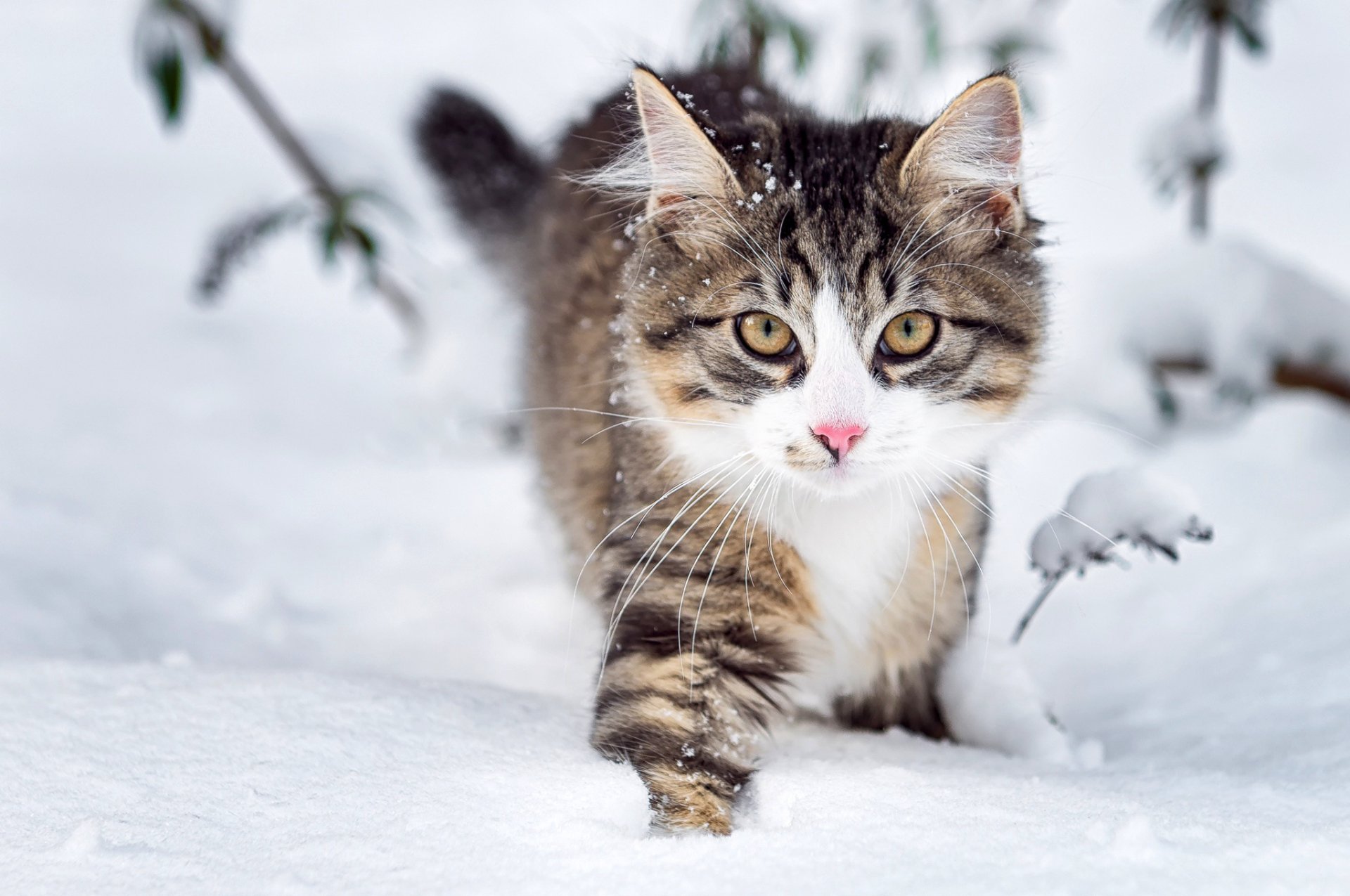 Fluffy Whiskers: A Winter Cat Adventure - HD Wallpaper
