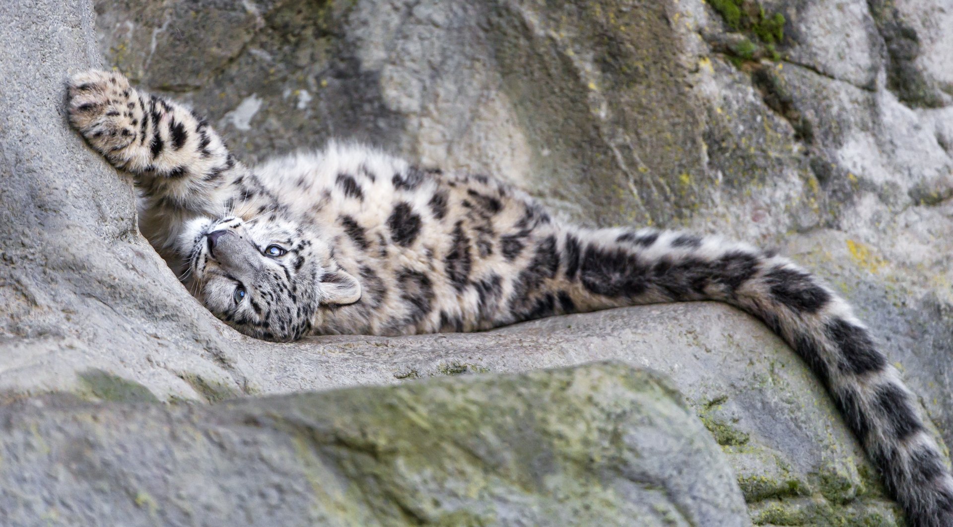 Download Resting Animal Snow Leopard 4k Ultra HD Wallpaper