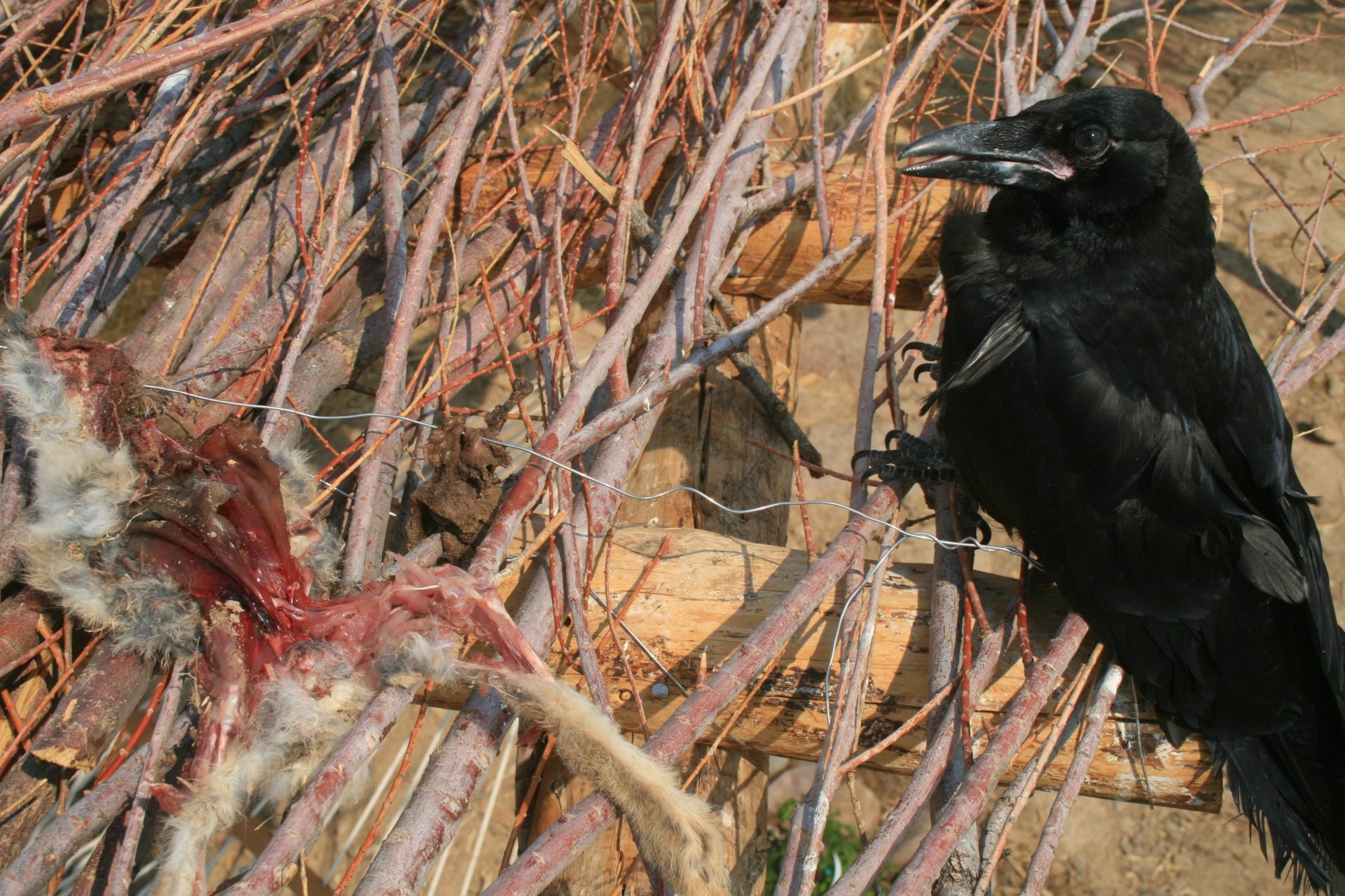 Download Animal Raven 4k Ultra HD Wallpaper