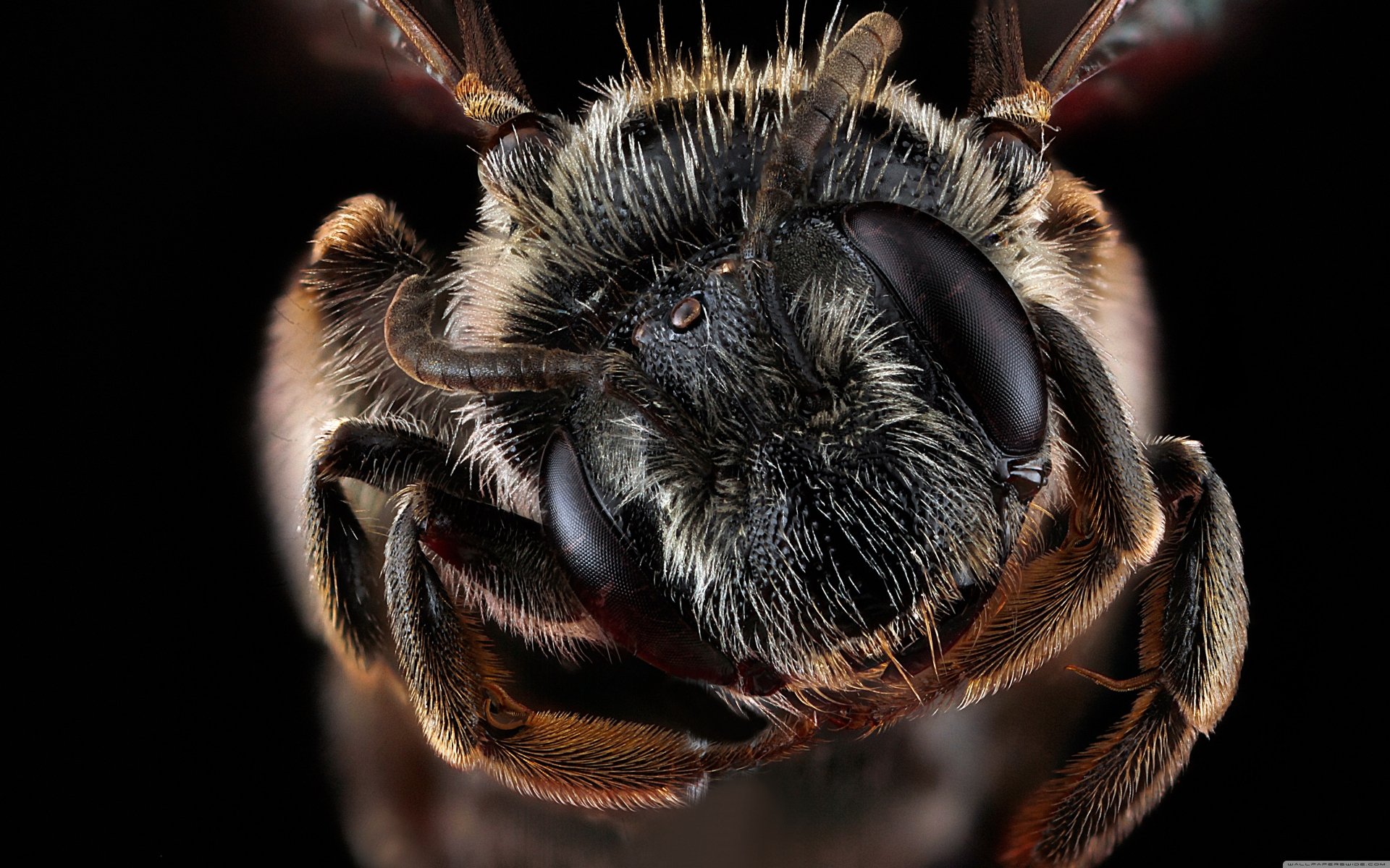 [90+] Bee 4k Wallpapers