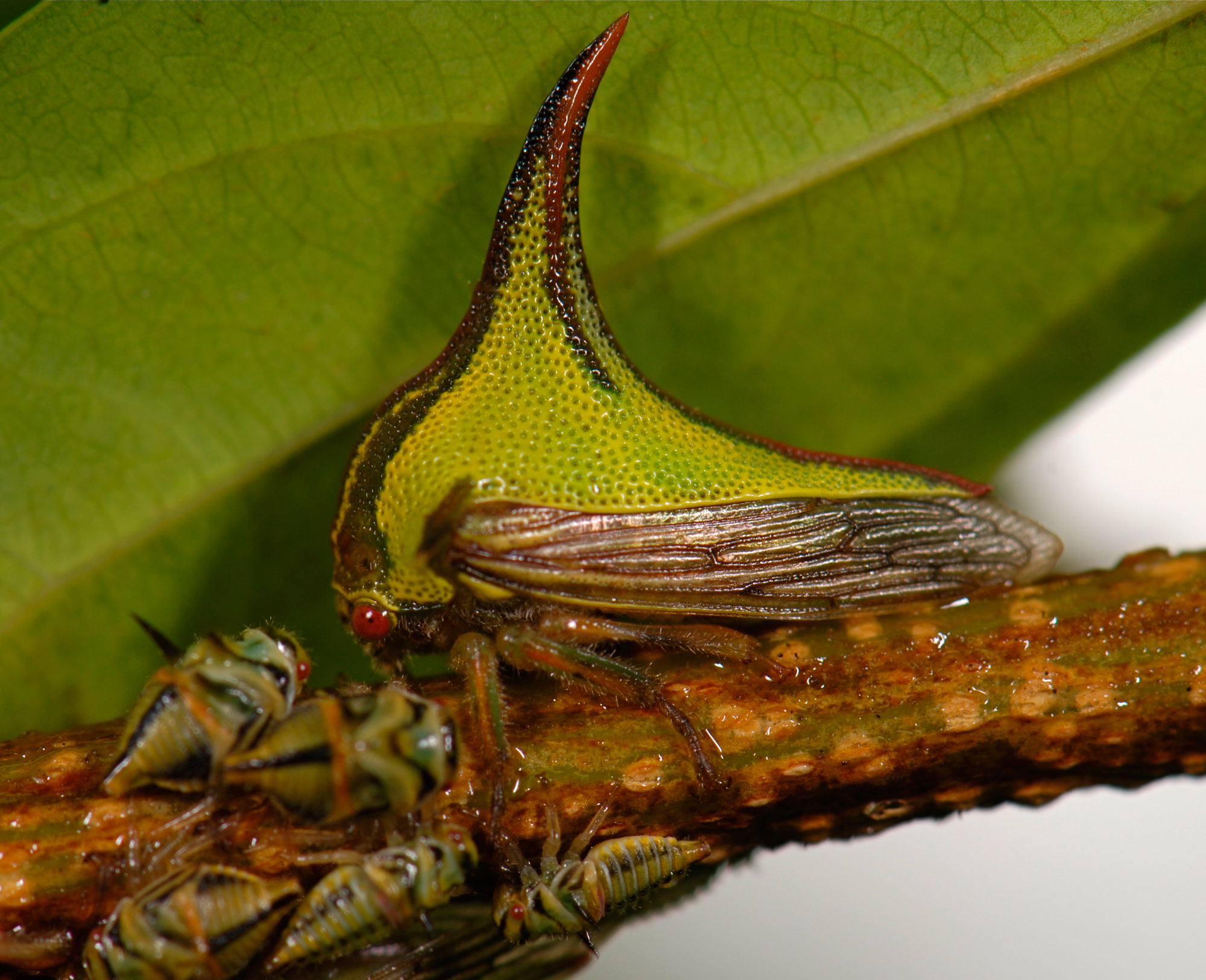 Download Insect Animal Treehopper 4k Ultra HD Wallpaper by Mac Stone