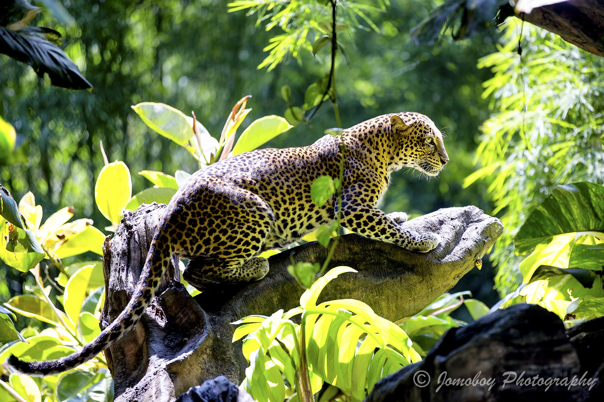 Jungle Leopard HD Wallpaper by Jomoboy
