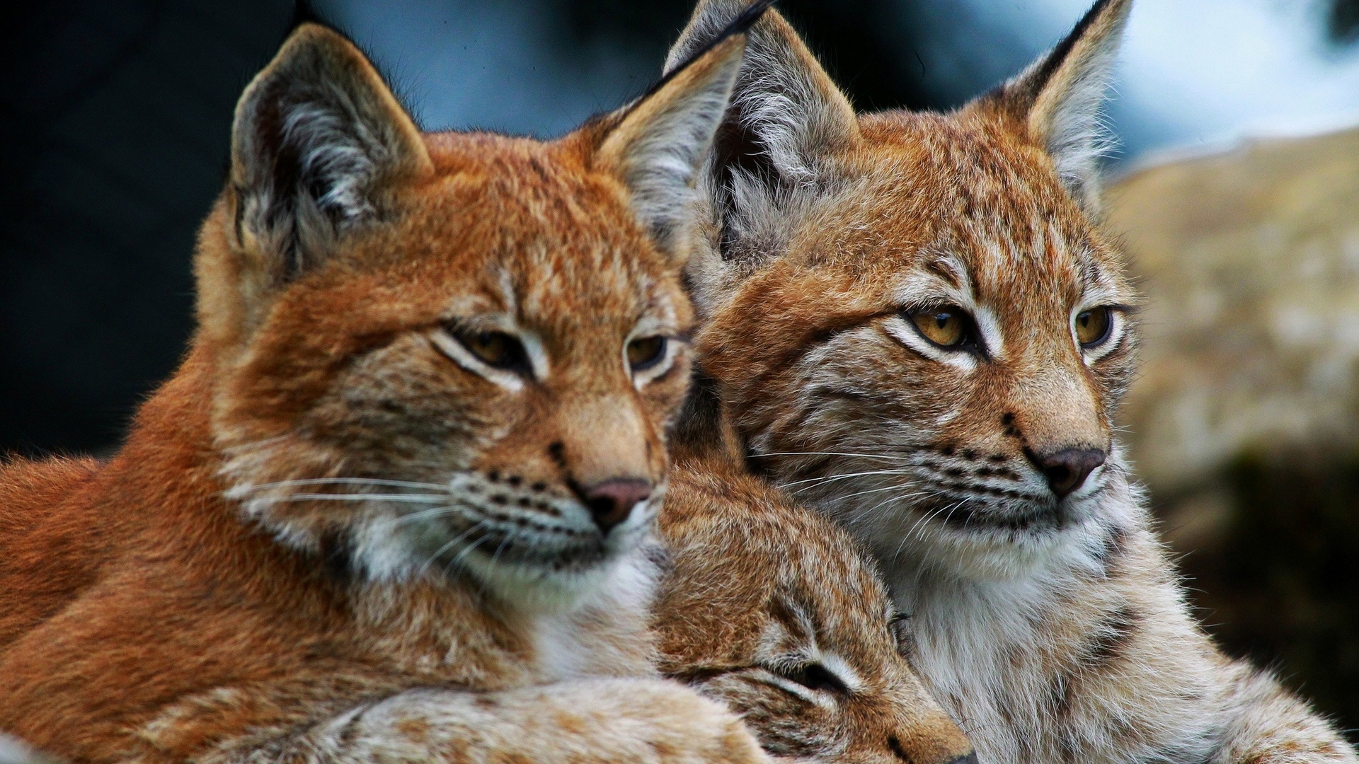 Download Animal Lynx HD Wallpaper