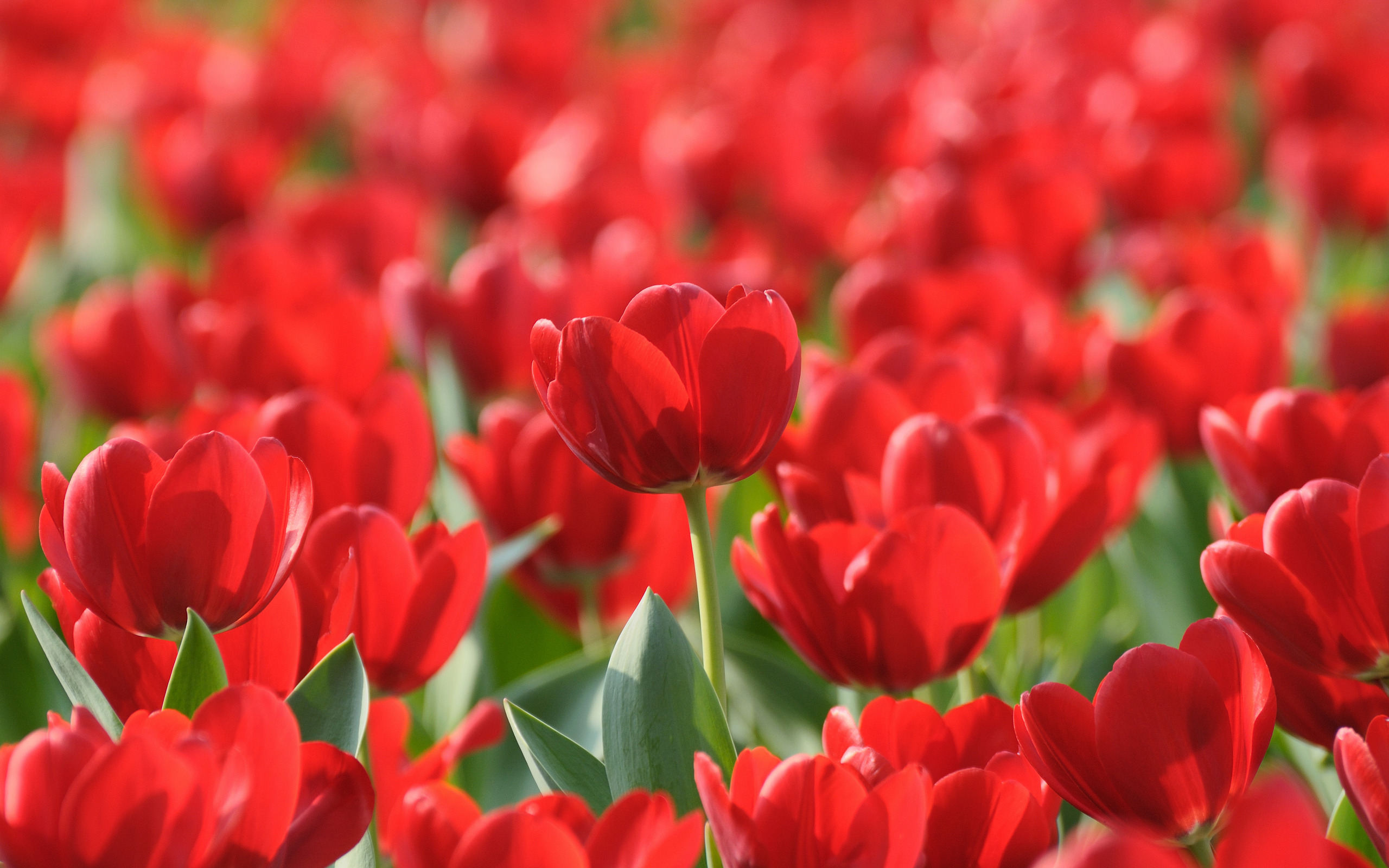 Download Nature Tulip HD Wallpaper