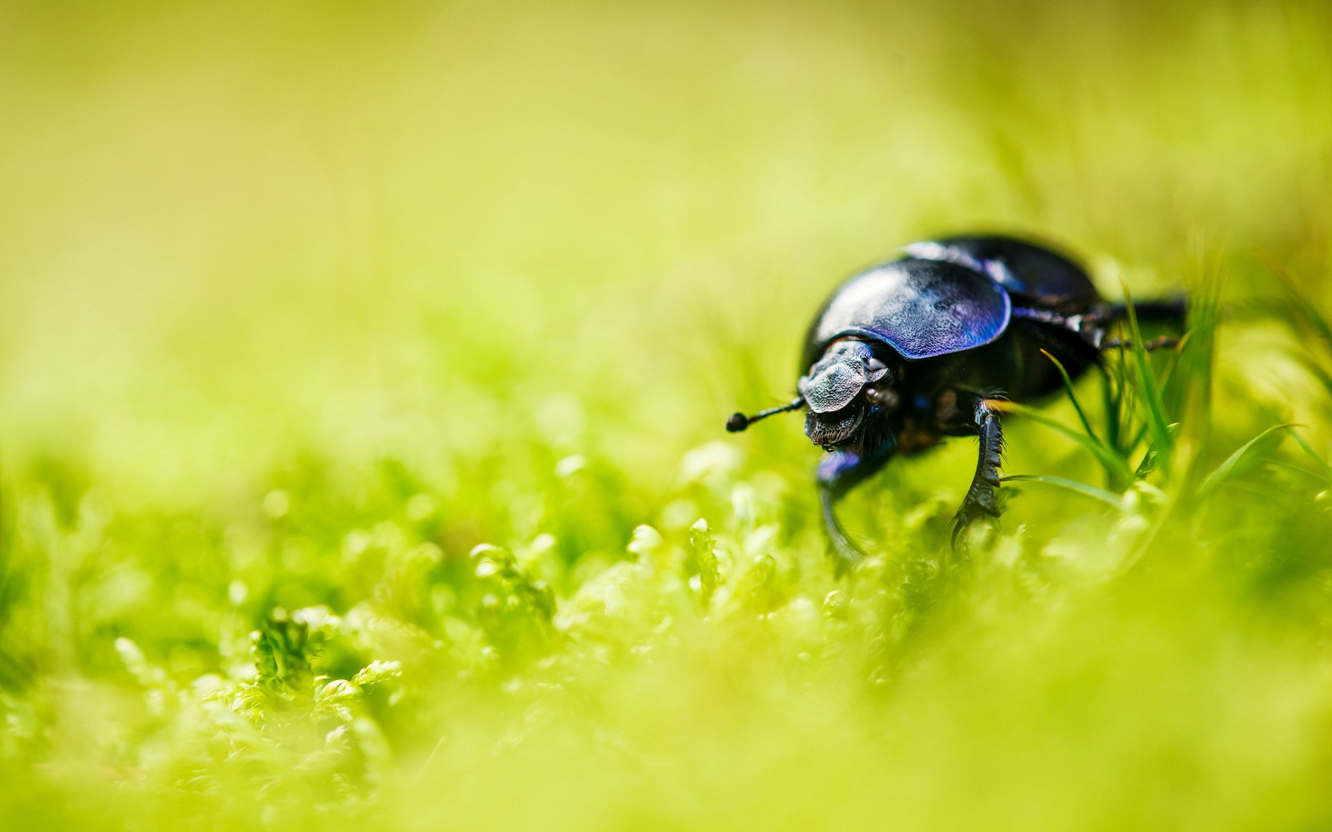 Download Bug Blur Nature Insect Grass Animal Beetle HD Wallpaper