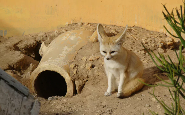 Fennec Fox 4K Ultra HD Wallpaper
