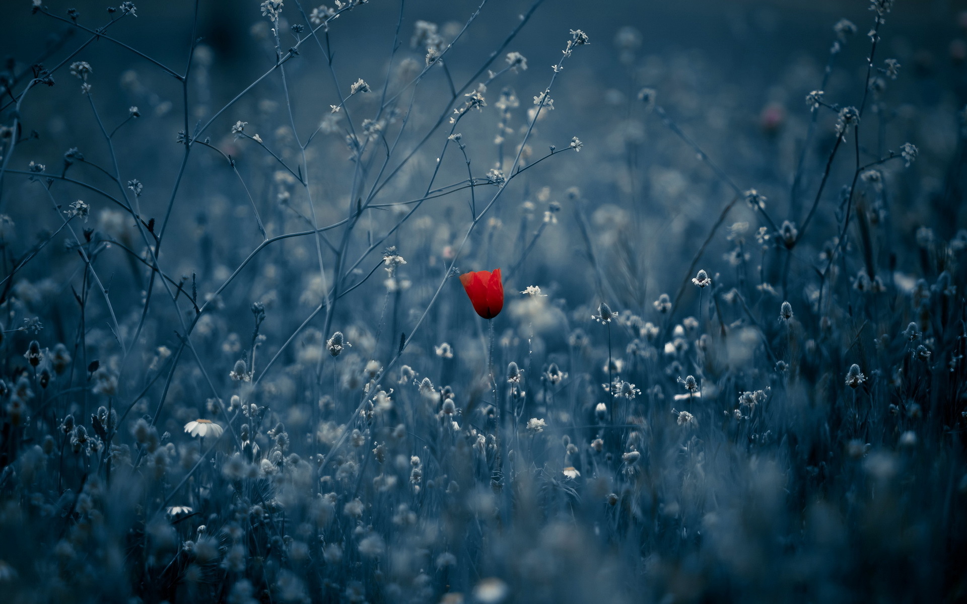 Download Nature Poppy HD Wallpaper