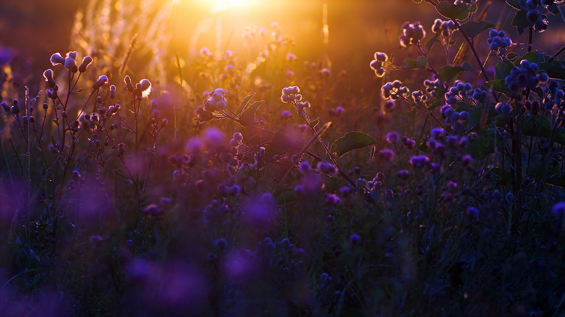 Download Summer Sunlight Flower Nature Meadow HD Wallpaper by Szefi