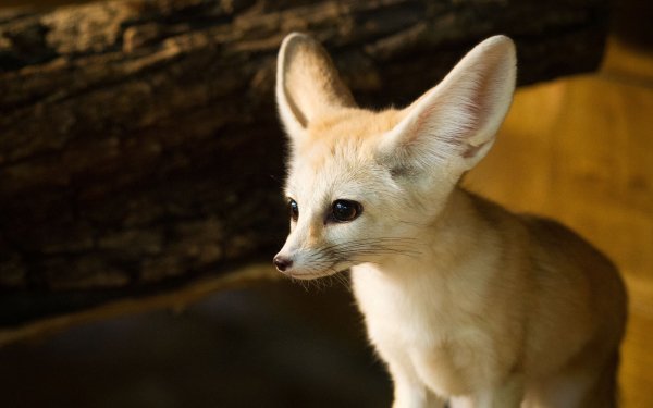 Fennec Fox 4k Ultra HD Wallpaper | Background Image | 6003x3650