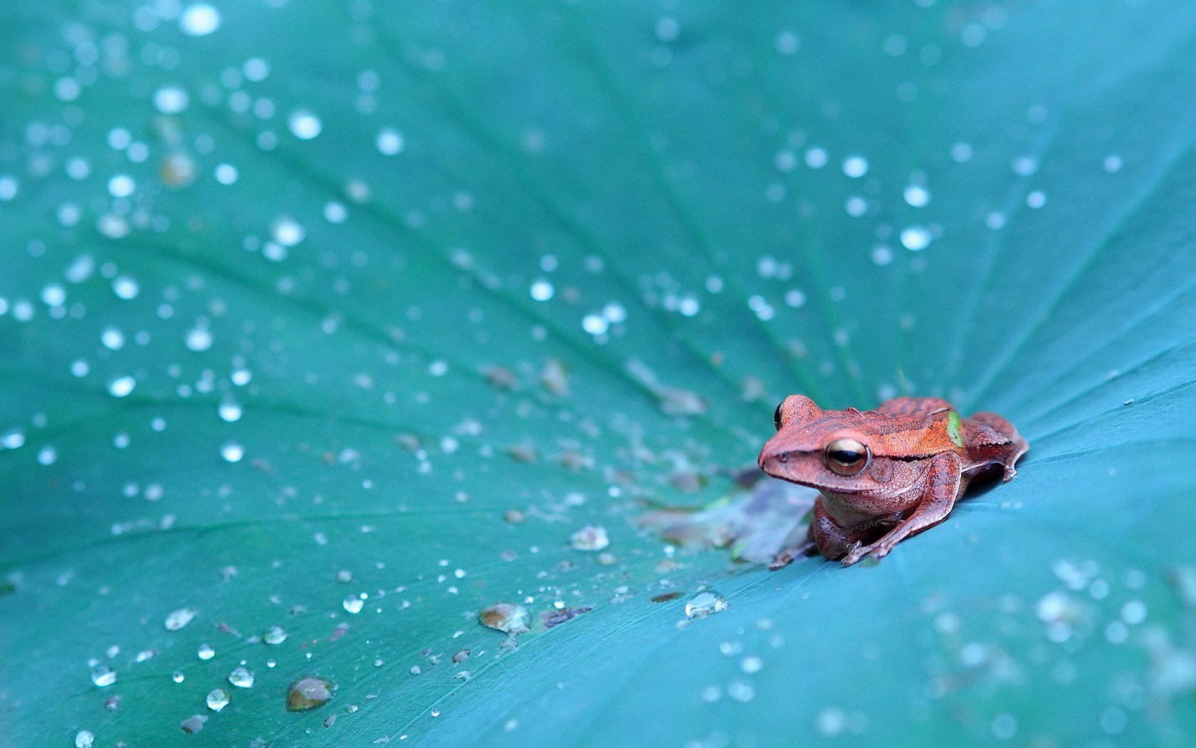 Tree Frog Wallpaper and Background Image | 1680x1050 | ID:592522 ...