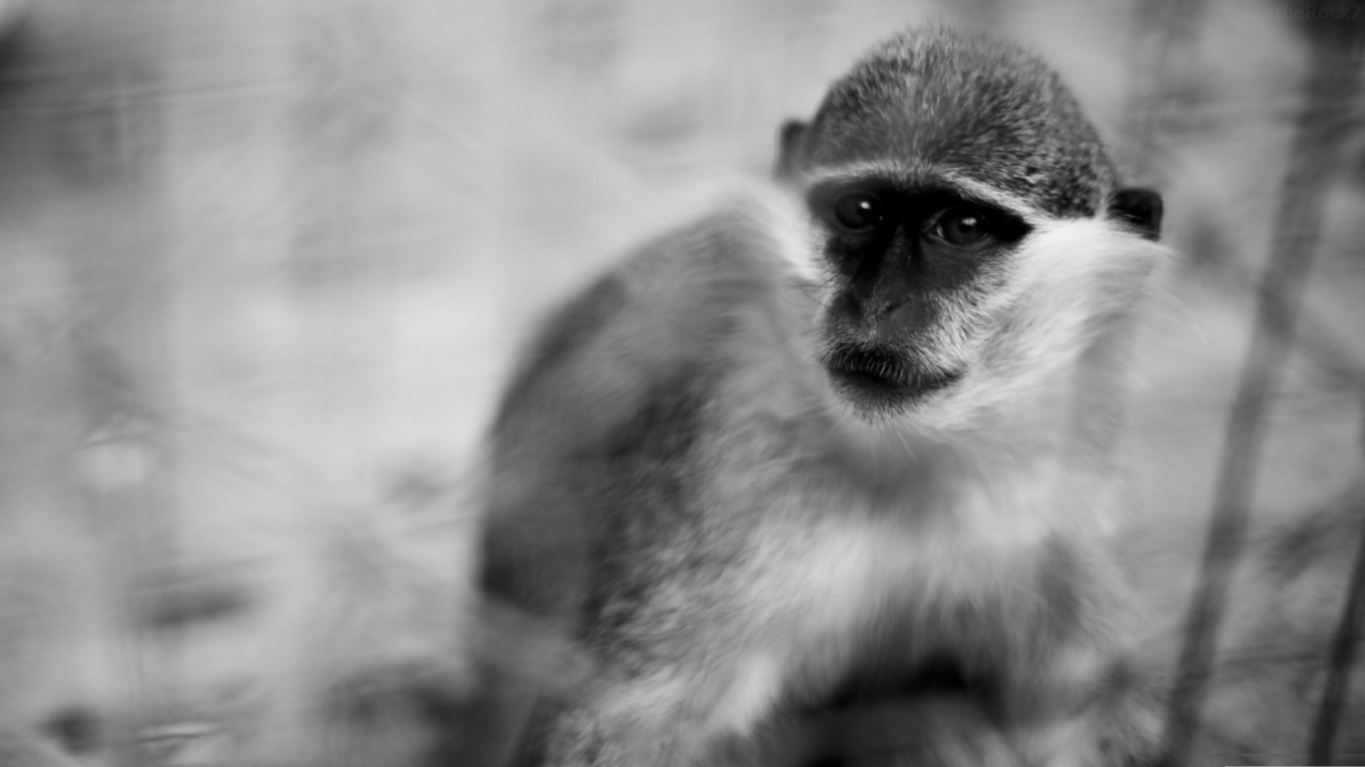 Download Animal Monkey 4k Ultra HD Wallpaper