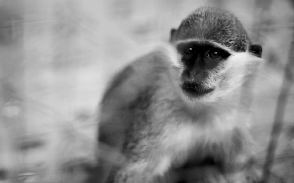 [80+] Monkey 4k Wallpapers