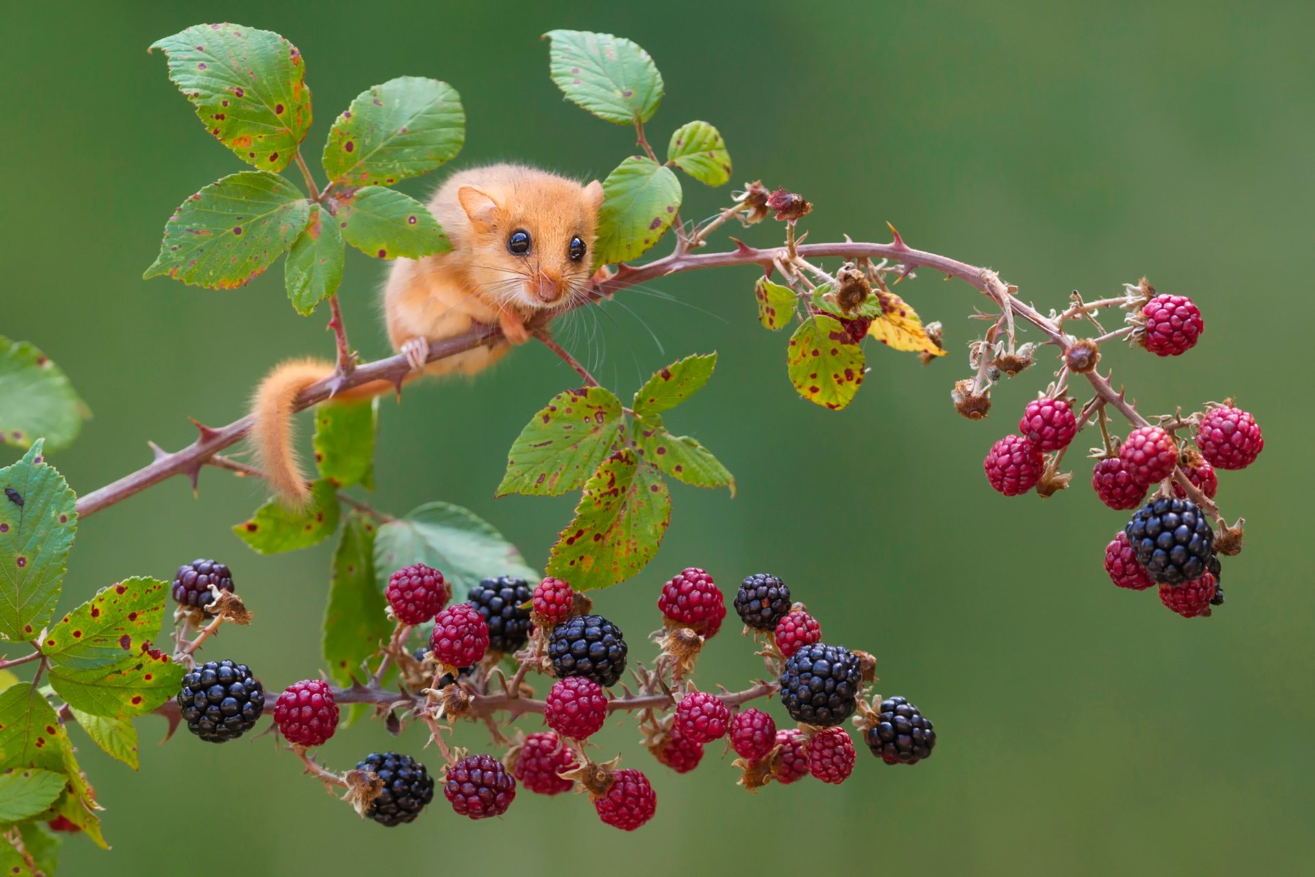 Download Animal Mouse HD Wallpaper