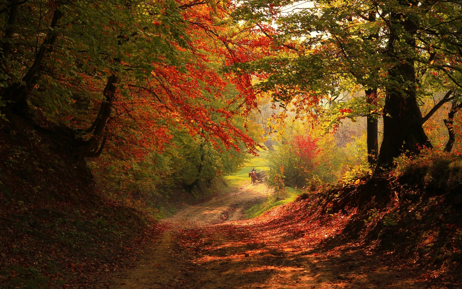 Autumn Path: A Serene HD Wallpaper of Light and Shadow in the Park