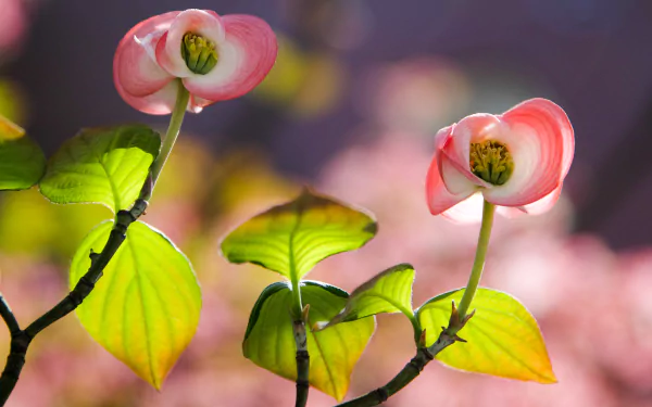 [10+] Dogwood Wallpapers