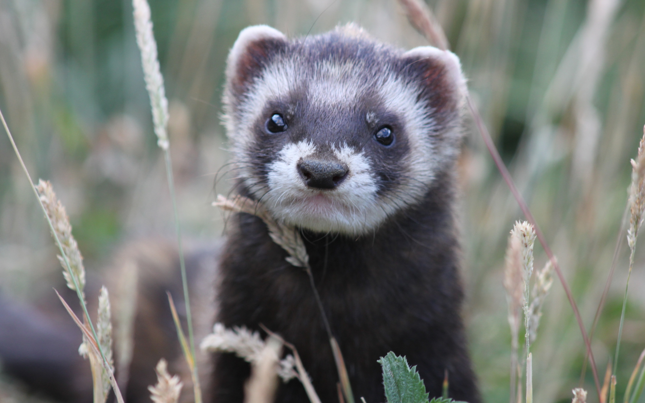 Download Animal Ferret HD Wallpaper