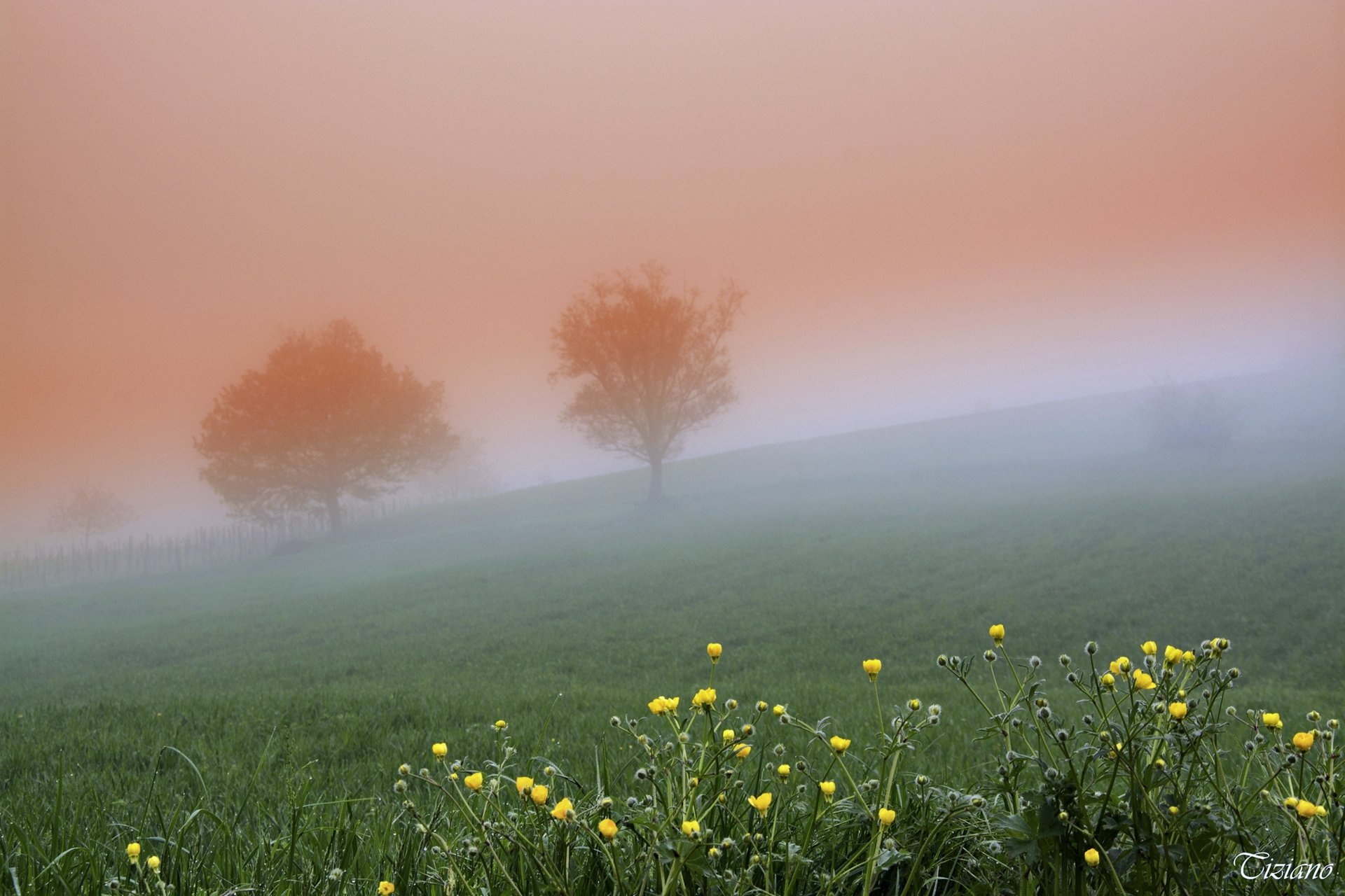 Download Tree Landscape Nature Spring Fog 4k Ultra HD Wallpaper