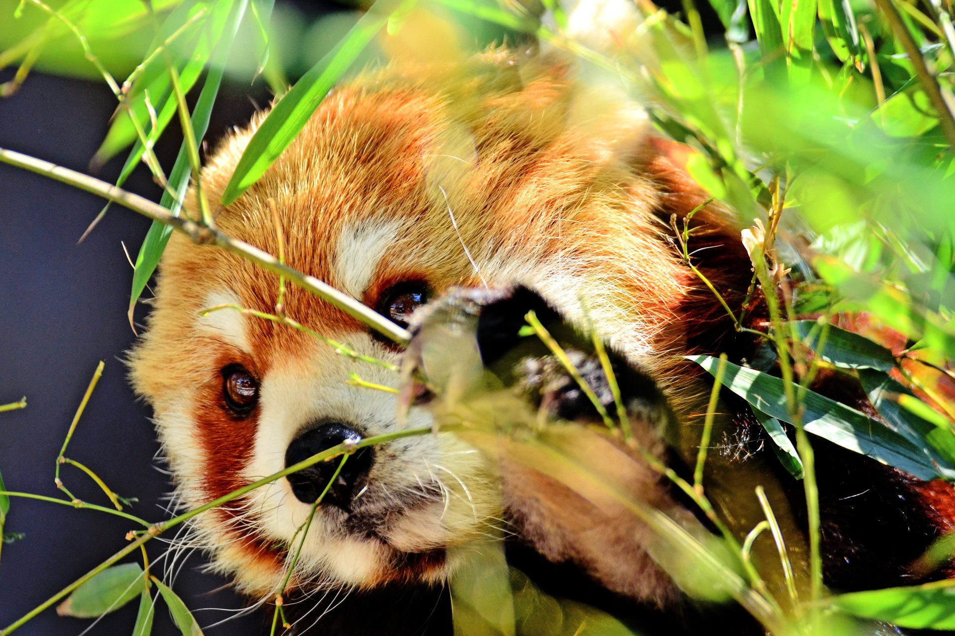 Cute Red Panda Macro — 4K Ultra HD Wallpaper