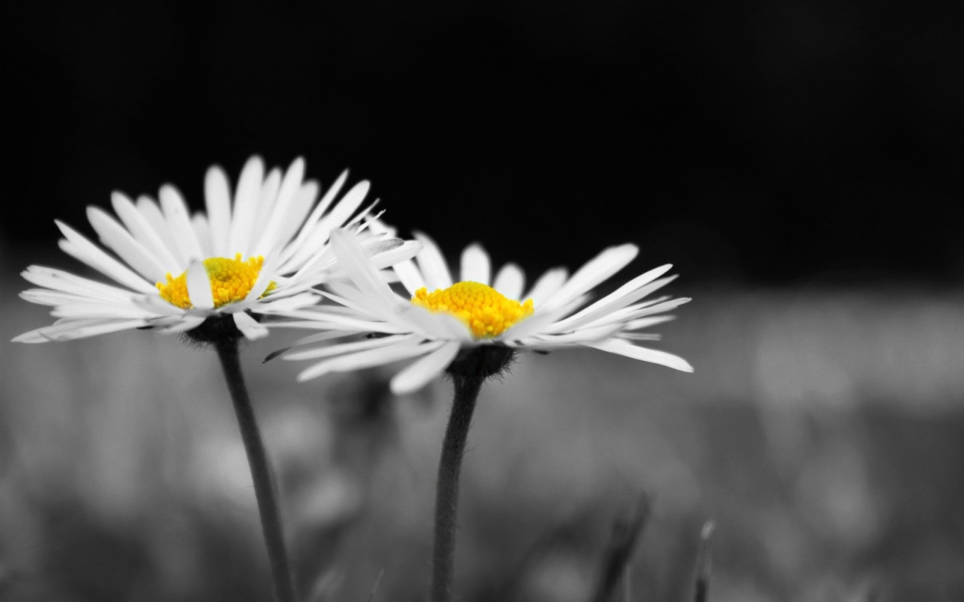 Download Nature Daisy HD Wallpaper | 2560x1600 | Wallpaper Abyss