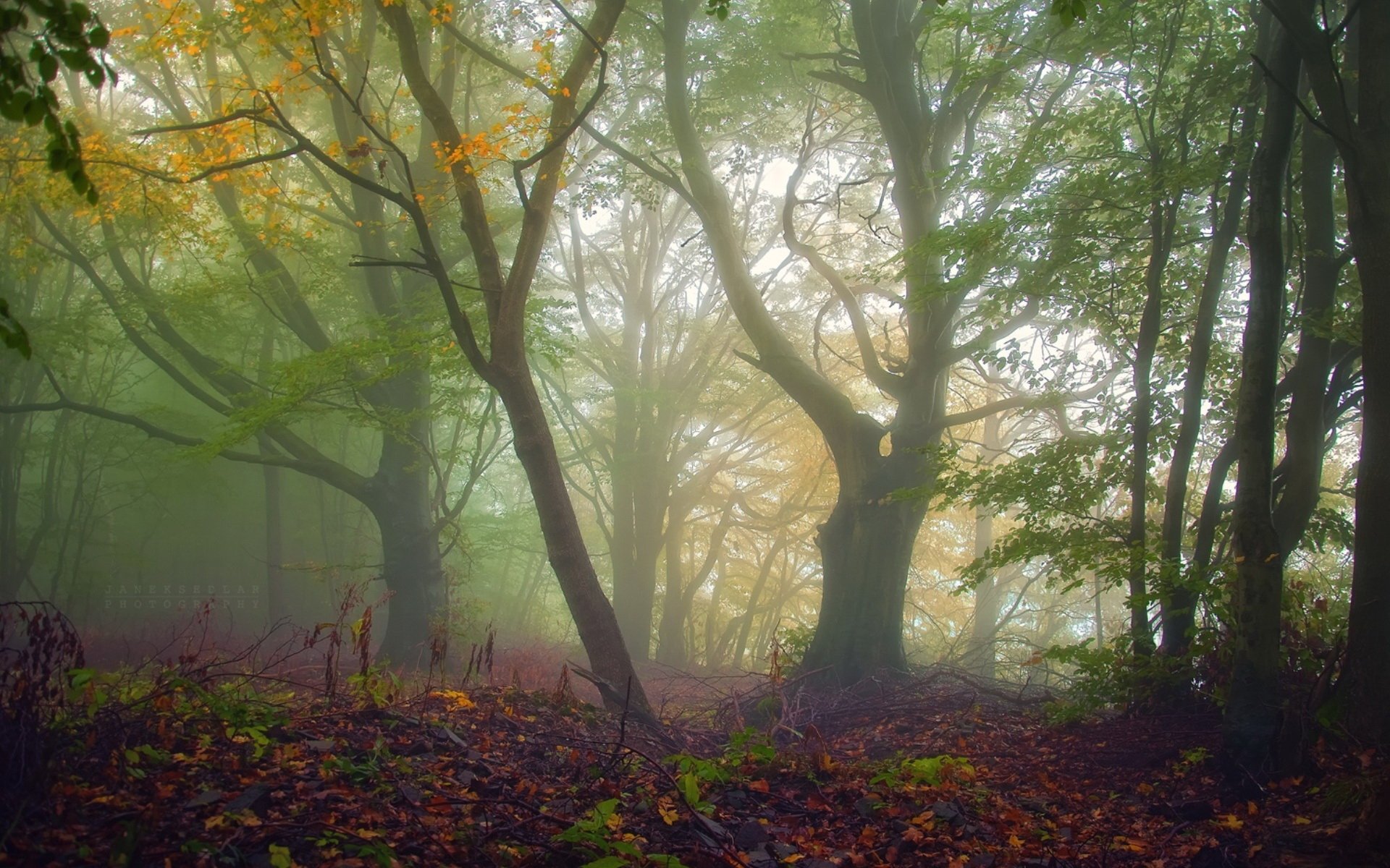 Download Nature Forest HD Wallpaper | 1920x1200 | Wallpaper Abyss