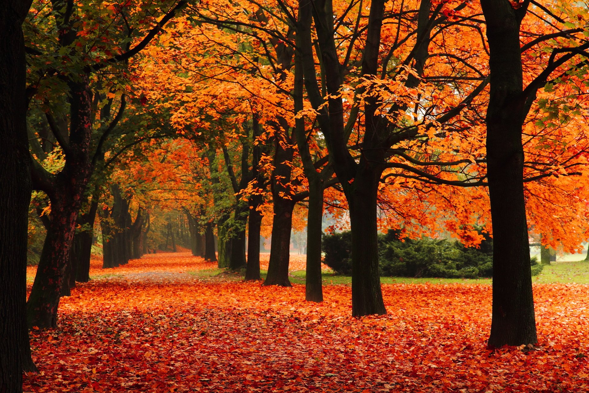Stunning HD Park Photography: Autumn Leaves in Full Color