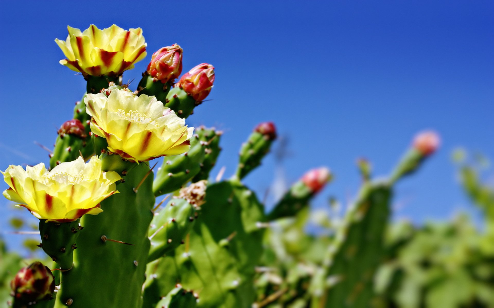 Download Nature Cactus HD Wallpaper