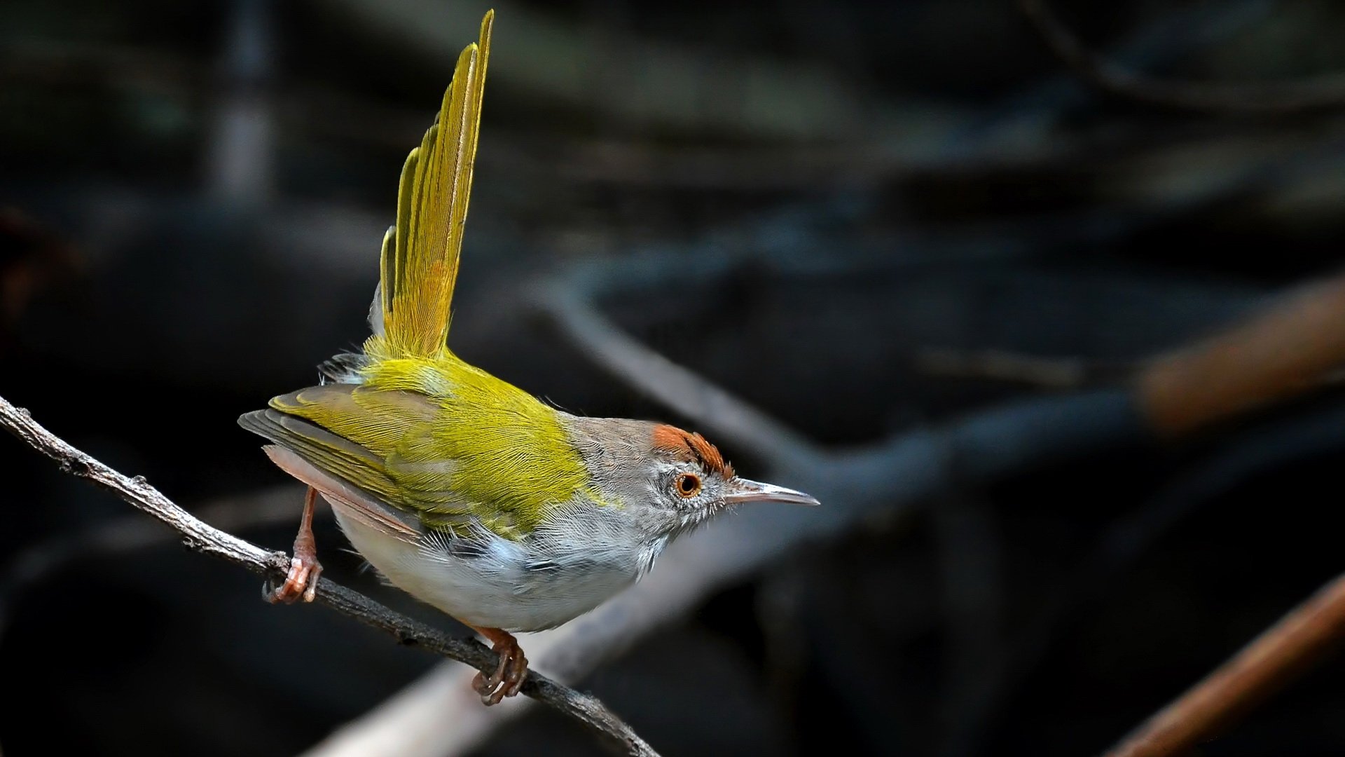 Download Tailorbird Dark-necked Tailorbird Animal Bird HD Wallpaper by ...