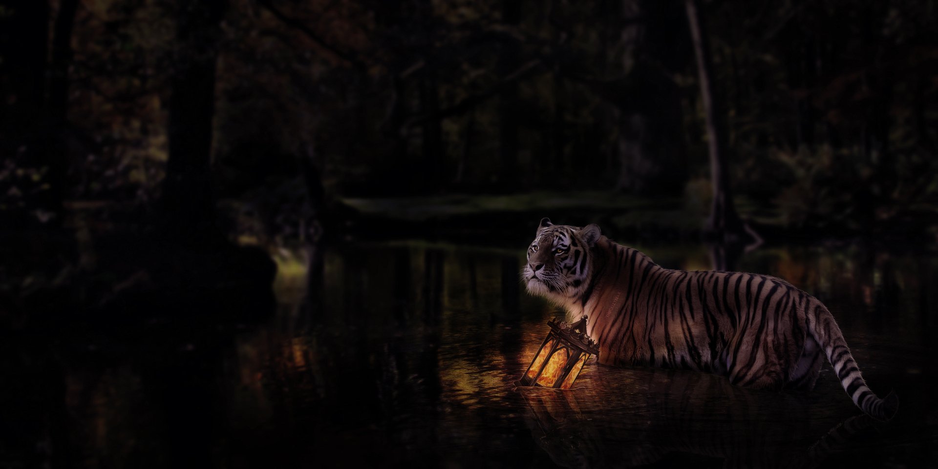 Majestic Tiger in the Shadows – Stunning HD Wildlife Wallpaper