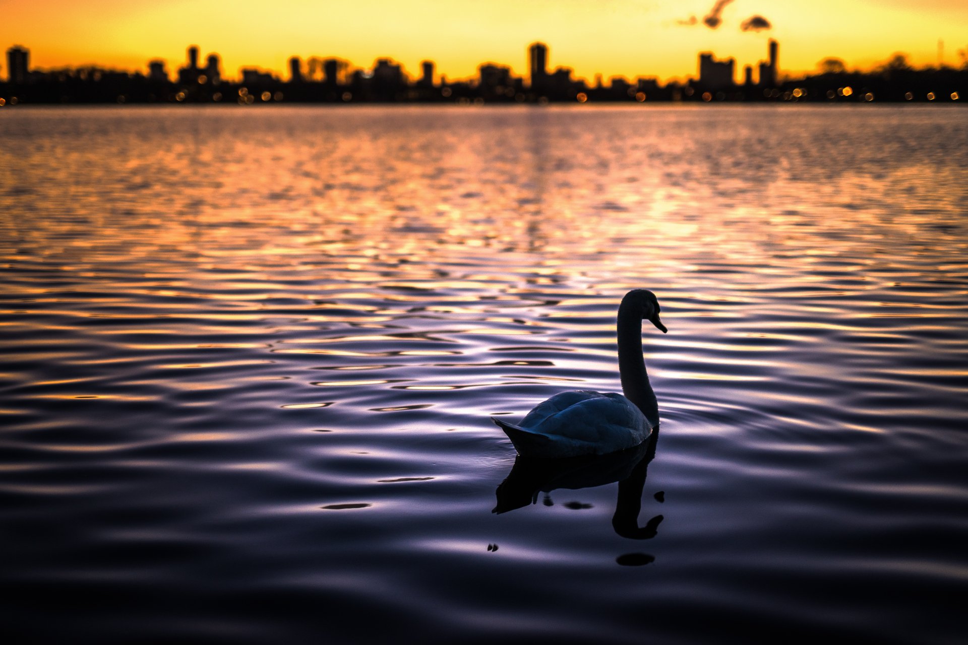 Download Bird Sunset Animal Swan 4k Ultra HD Wallpaper