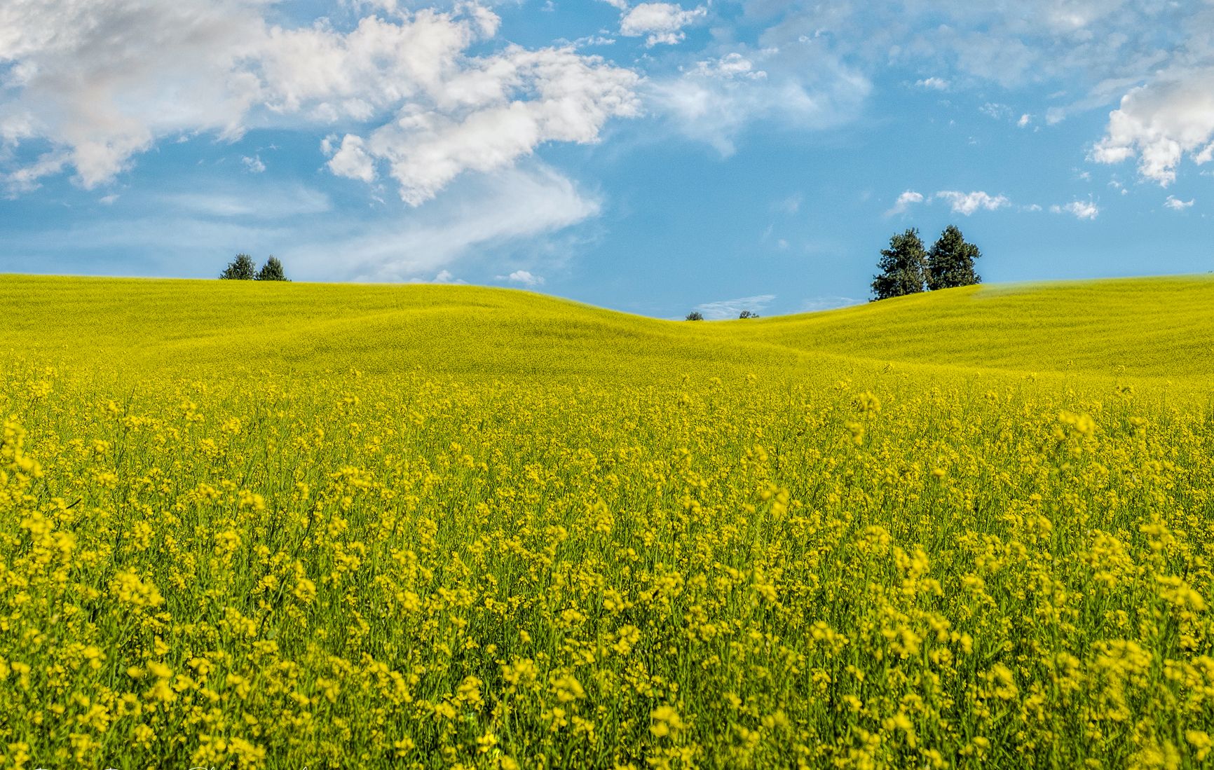 Download Nature Field Wallpaper