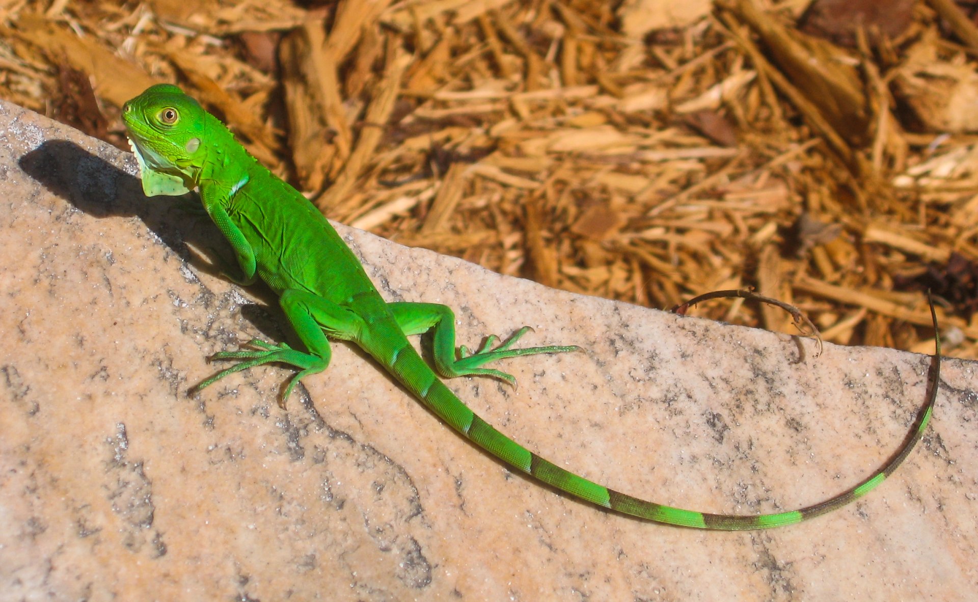 Download Animal Gecko HD Wallpaper