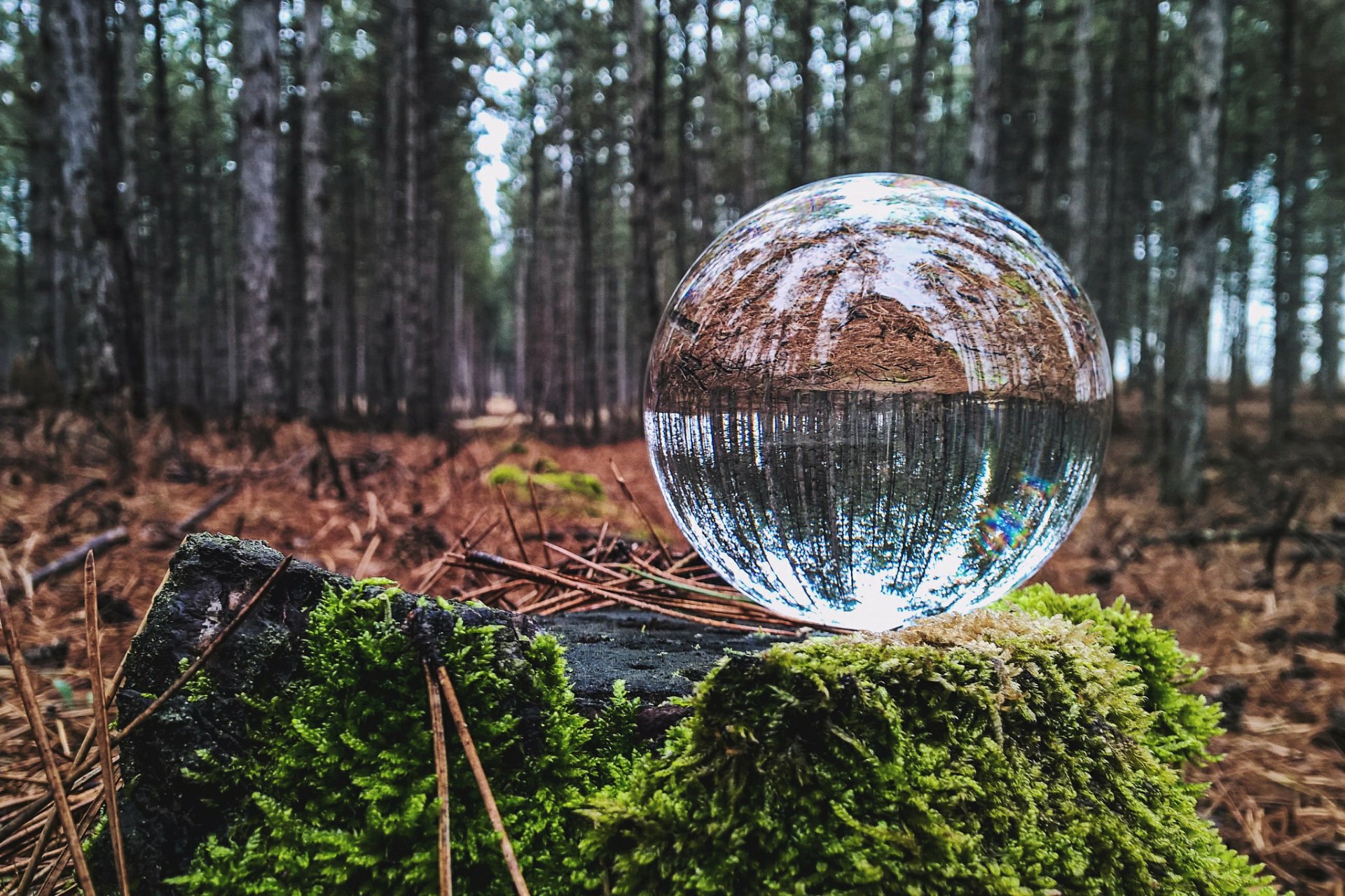 Glass Sphere: Forest Reflection on Moss by David Detko | 2048x1365 ...