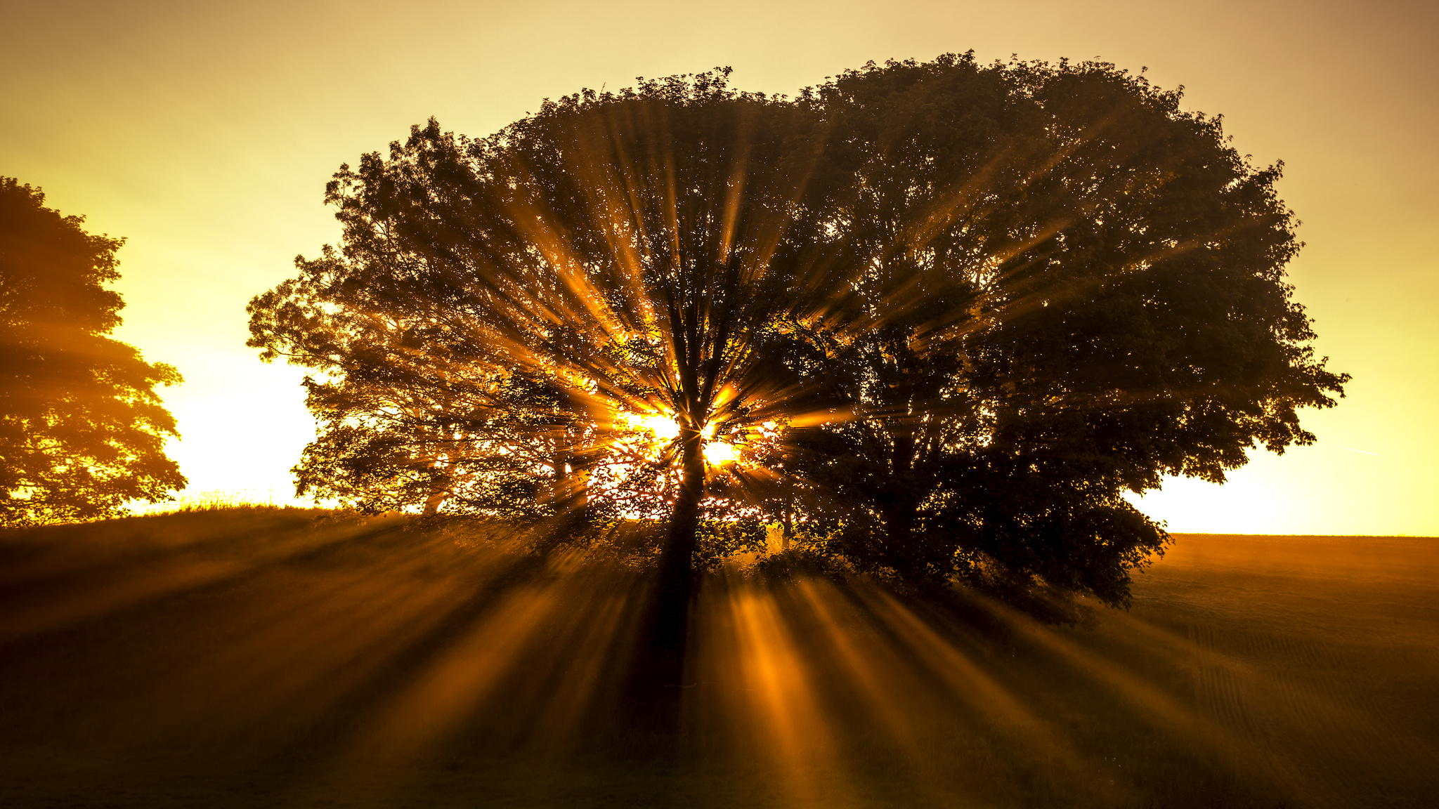 Golden Sunbeam Through the Orange-Hued Tree – Stunning HD Nature ...