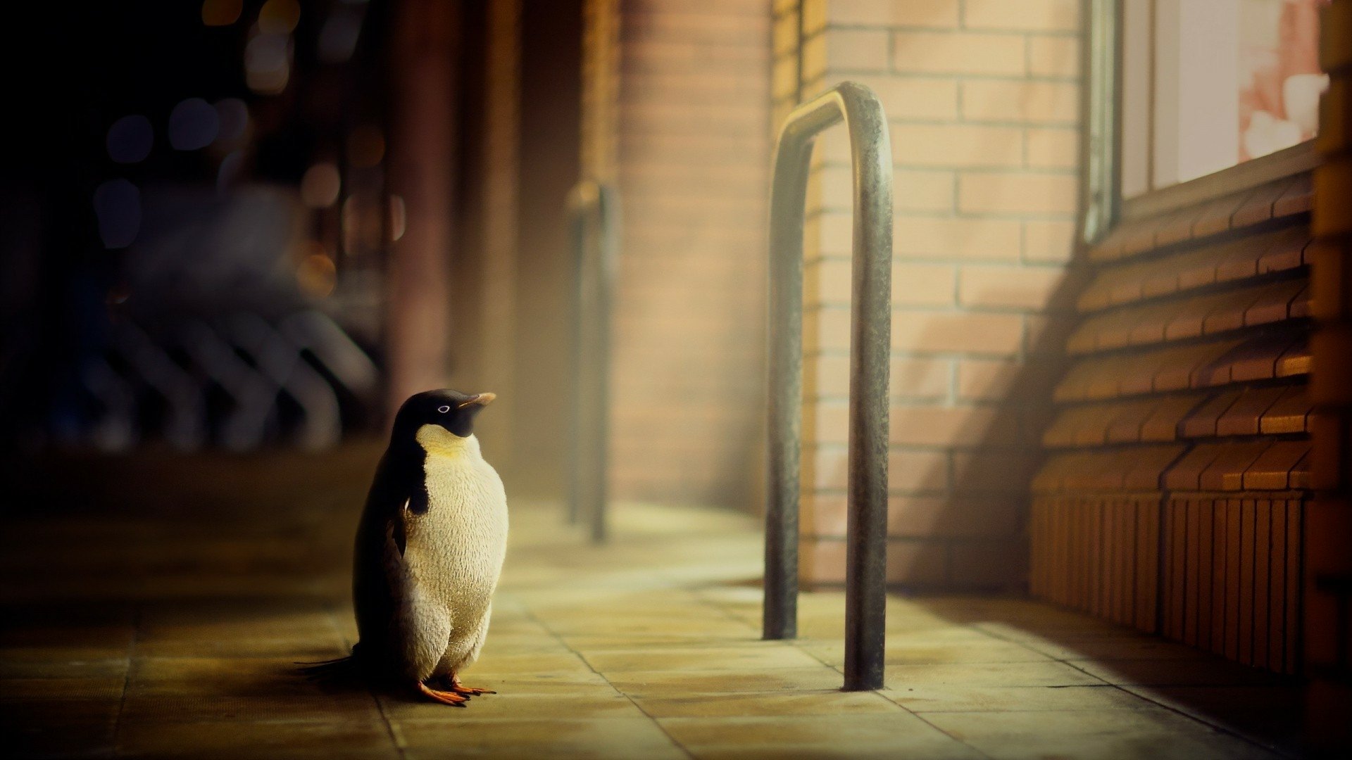 Majestic Penguin in Urban Glow - HD Animal Wallpaper