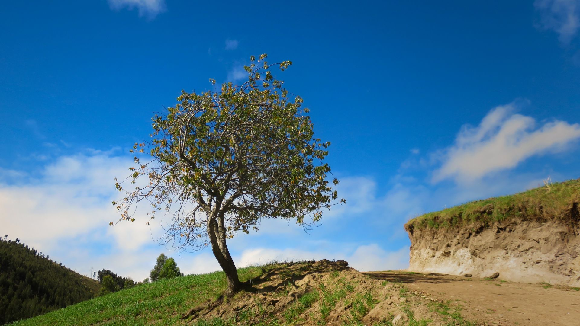 Tree Full Hd Wallpaper