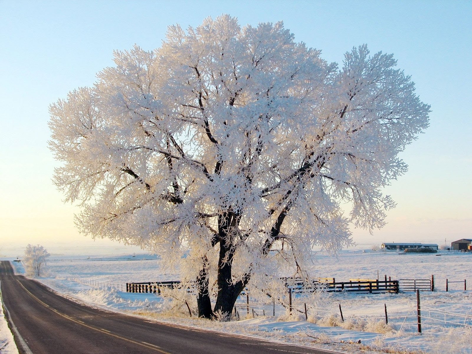 Download Road Nature Frost Tree Photography Winter Wallpaper