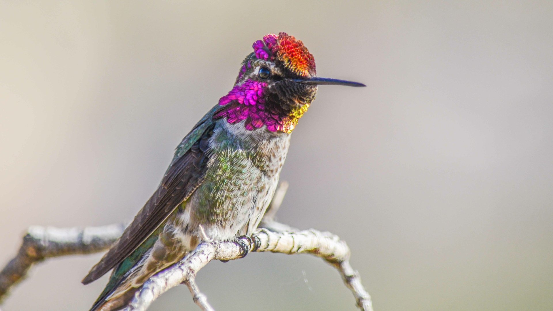 Download Animal Hummingbird 4k Ultra HD Wallpaper