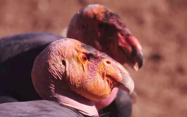 California Condor Wallpapers