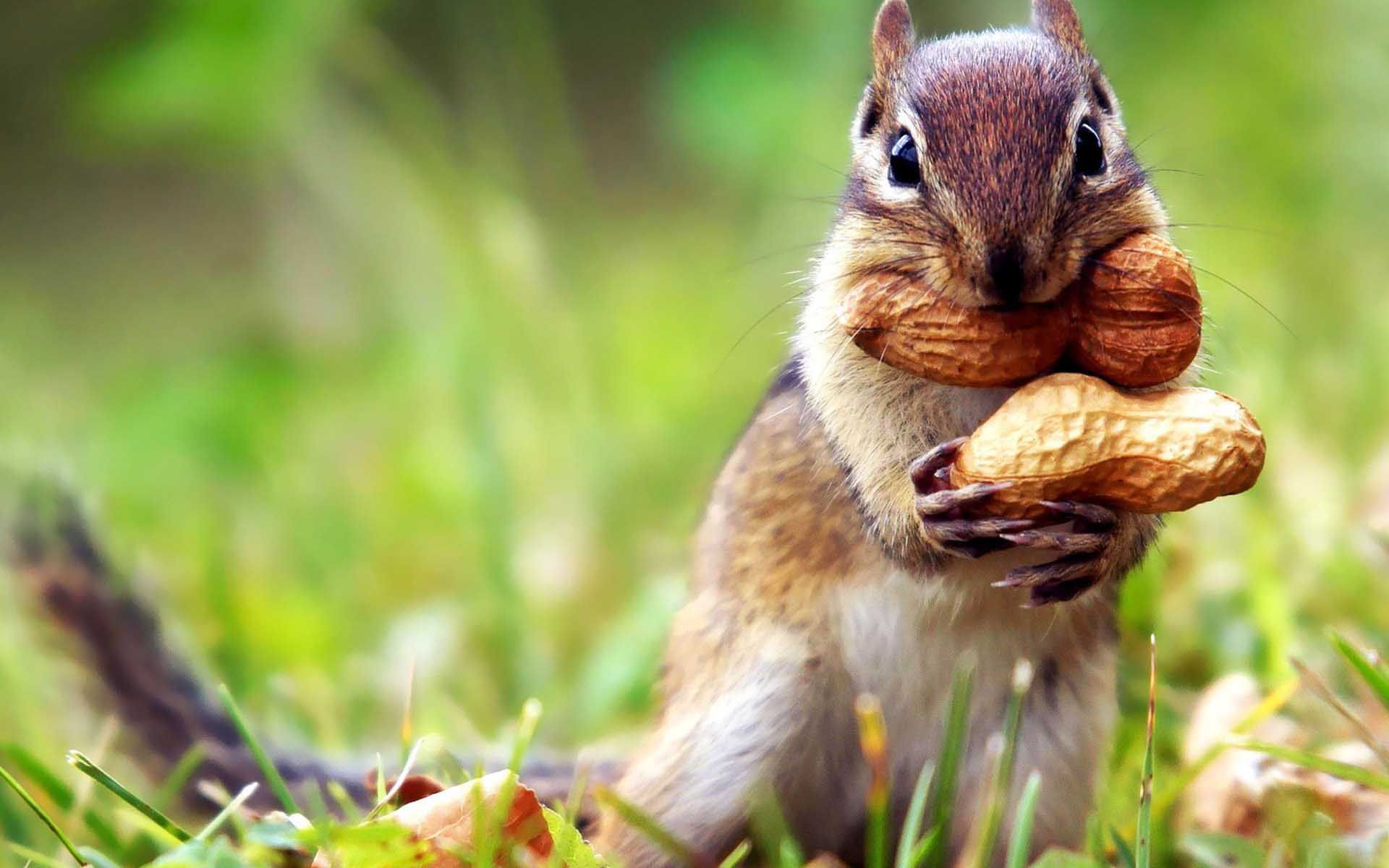 Download Animal Chipmunk HD Wallpaper